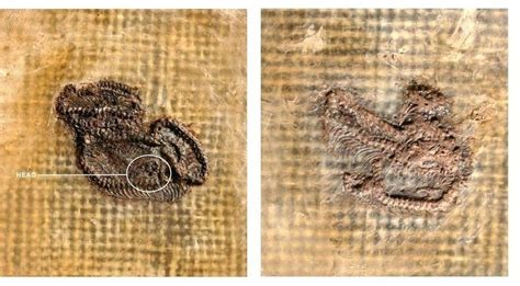 Fossil Snakes Member Collections The Fossil Forum