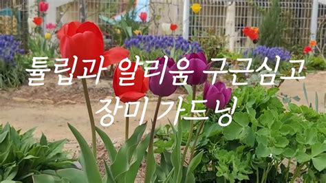 장미정원에 구근 심기와 장미 벌레 퇴치하기 Youtube