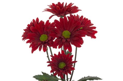 Phoenix Eagle Golden Flowers