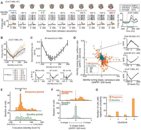 Dynamic Suppression Of Average Facial Structure Shapes Neural Tuning In