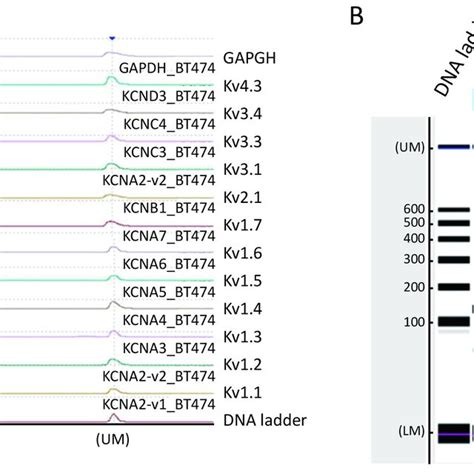 Reverse Transcriptase Polymerase Chain Reaction Rt Pcr Revealed Download Scientific Diagram