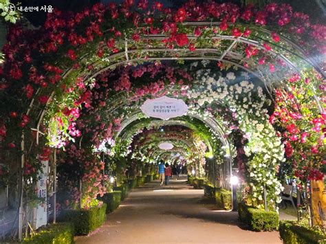 밤에 피는 장미가 더 매혹적이야 서울장미축제 내 손안에 서울 서울이야기 시민소통 정보소통광장