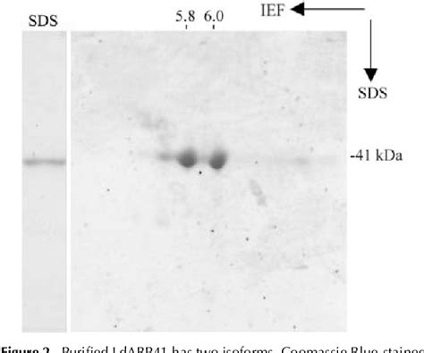 Figure 2 From Identification And Characterization Of A Ca2 Dependent Actin Filament Severing