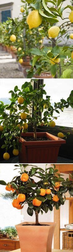 216 Best Images About Citrus Trees On Pinterest
