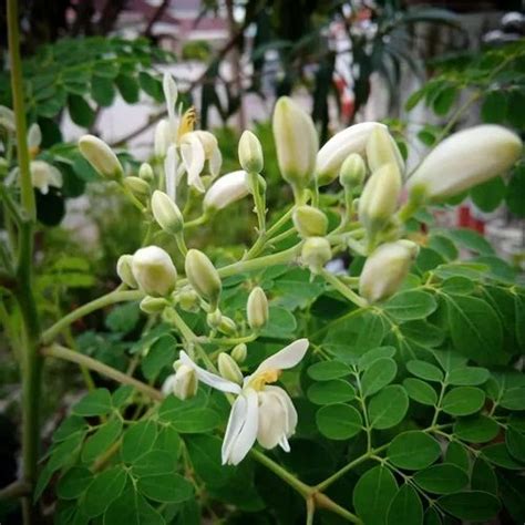 Organic Moringa Oleifera Extract In Kasna Greater Noida Gracious