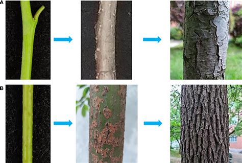 Periderm Bark