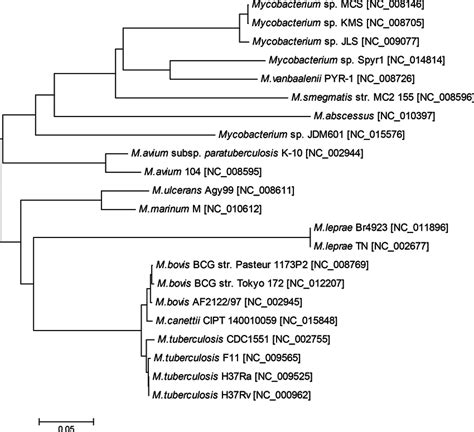 Species Phylogenetic Tree The Tree Was Constructed By Download Scientific Diagram
