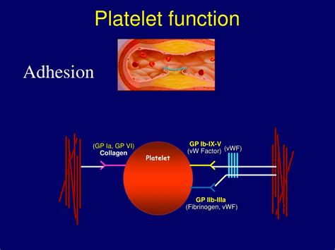 Ppt Platelet Structure And Function Powerpoint Presentation Free