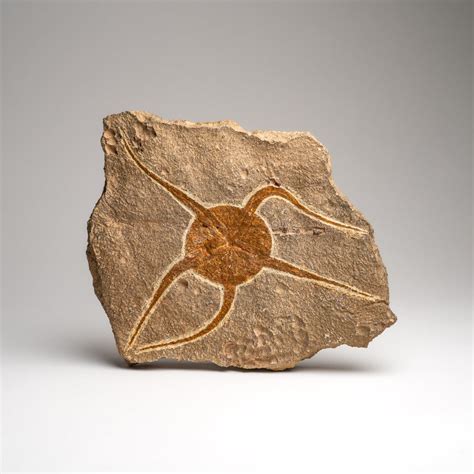 Genuine Ophiuroidea Brittle Star Fossil 24 Lbs — Astro Gallery Of Gems