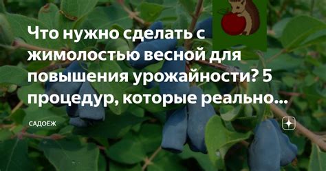 Что нужно сделать с жимолостью весной для повышения урожайности 5 процедур которые реально