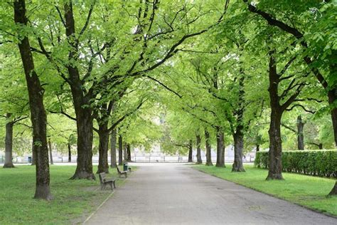 Premium Photo Trees In Grass