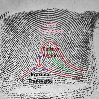 Photographs Showing The Three Fundamental Fingerprint Pattern Types A Download Scientific