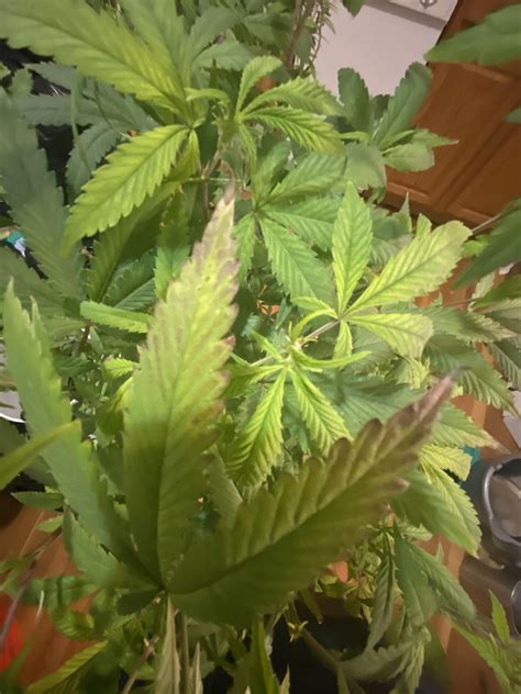 Deficiencydeficienciesi Want Peoples Input As I Would Not Like To