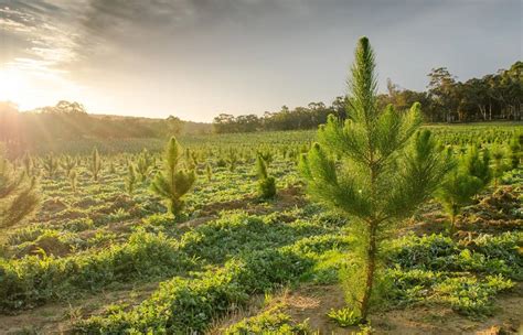 Why Use Treated Pine For Your Deck Frame
