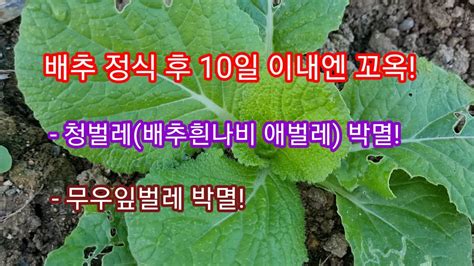 배추 정식 후 10일 이내에 꼬옥 김장배추 김장무 청벌레 살충제 걸레배추 Youtube