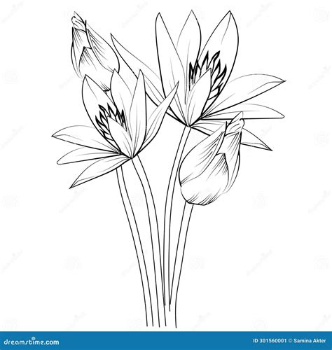 Nymphaea Water Lily Drawings Outline Water Lily Drawing Outline Water