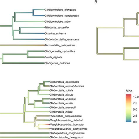ancestral state reconstruction of the median number of polymorphic