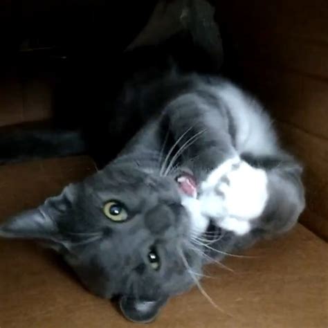 Nimbus Contest Entry Modern Cat