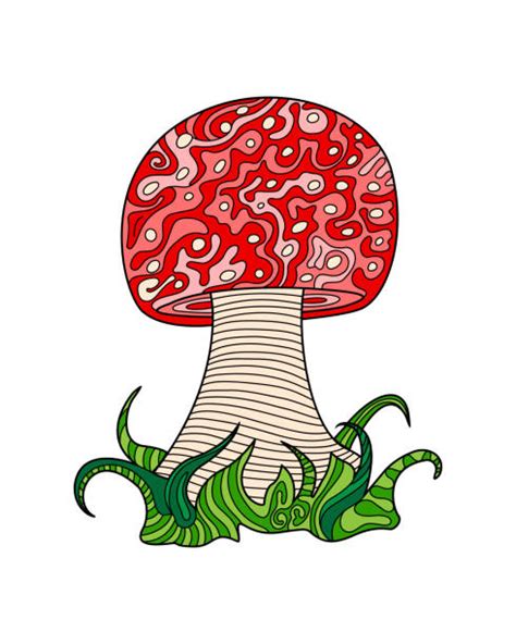 30 Lepiota Illustrations Stock Illustrations Royalty Free Vector