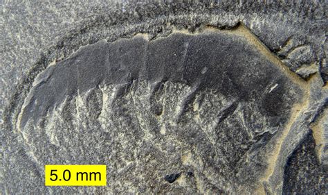 Burgess Shale Fossils In Yoho National Park