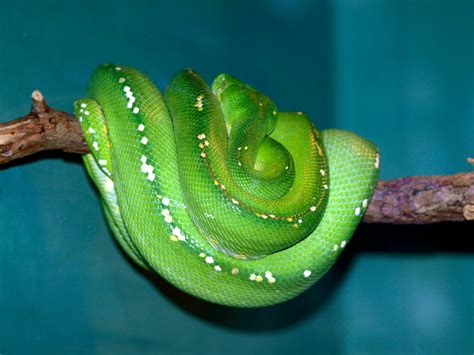 Emerald Python By Squiddgee7734 On Deviantart