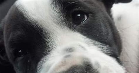 This Little Guy Had To Be Put Down After Being Hit By A Car I Wish I