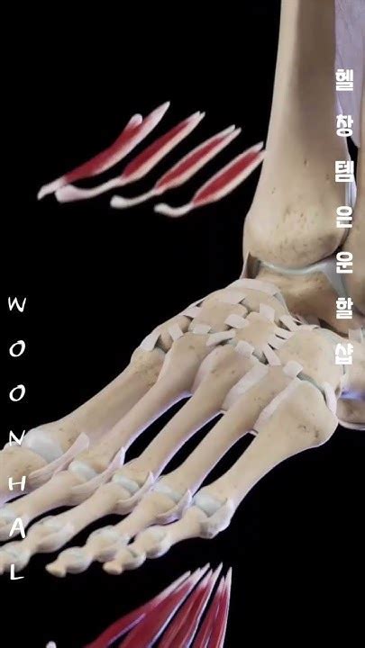 발근육 해부 Youtube