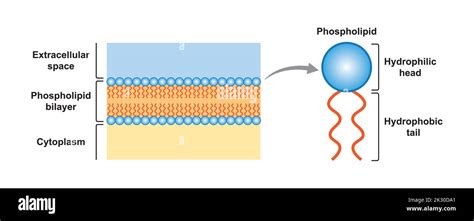 Phospholipid Labeled