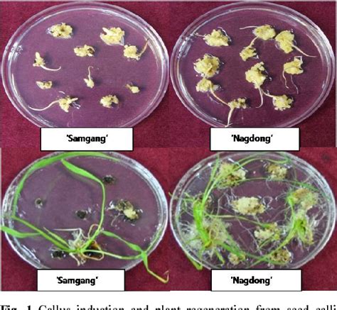 Figure 1 From Quantitative Trait Loci Qtls Detection For Plant Regeneration Ability From Seed