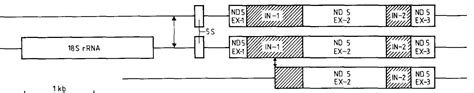schematic representation of the sequence arrangements