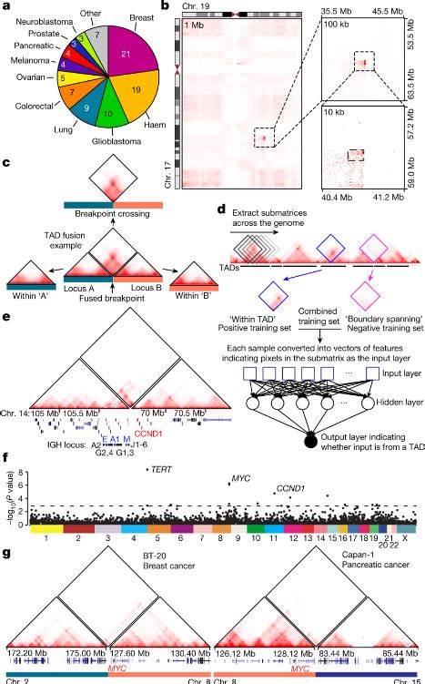 Nature：科学家发现能开启癌基因表达的基因突变 生物科技 健康一线资讯