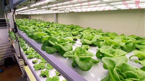 Led식물성장등엽채류 버터헤드 컨테이너 식물공장 Youtube