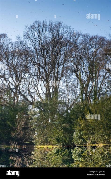 Trees Reflected In Water And Reversed Vertically For A Painterly Effect Stock Photo Alamy