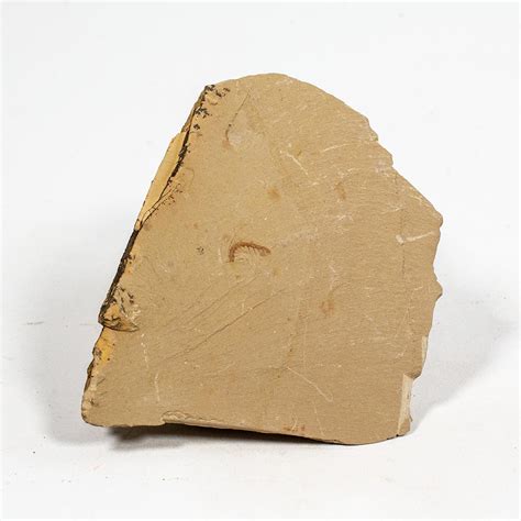 Cambrian Lobopod Cardiodictyon The Natural Canvas Cambrian Lobopod Cardiodictyon The Natural Canvas