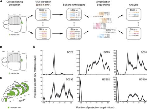 high throughput mapping of single neuron projections by sequencing of