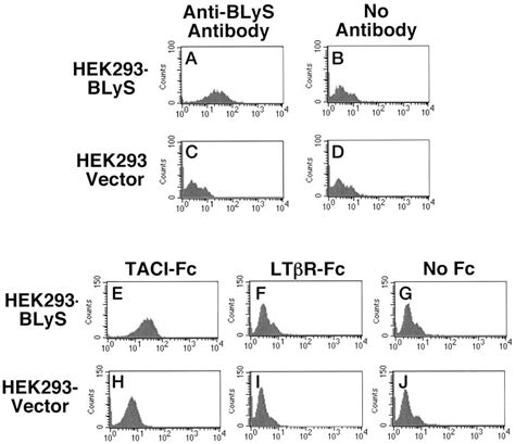 Taci Interacts With Membrane Blys A Recombinant Cell Line Hek293 Blys