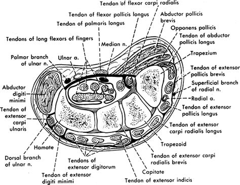 Hand And Wrist TeachMe Orthopedics