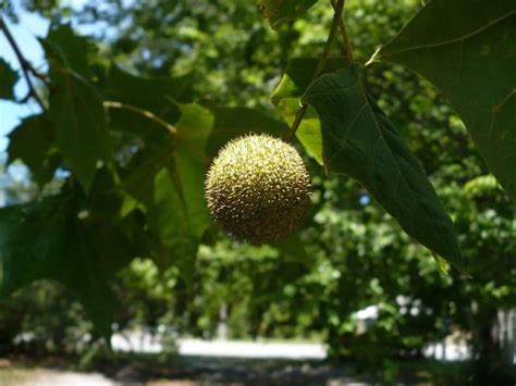 Sycamore Tree Features Uses Types And How To Grow Sycamore Tree Deciduous Trees Shade Trees