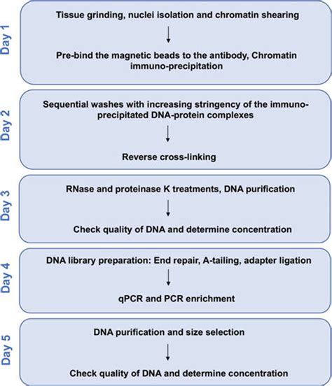 Schematic Representation Of Chip Seq Procedure Download Scientific