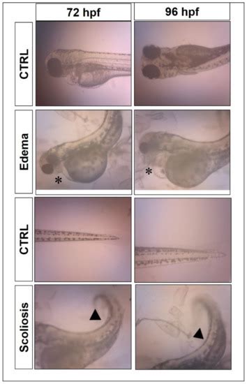 Molecules An Open Access Journal From Mdpi
