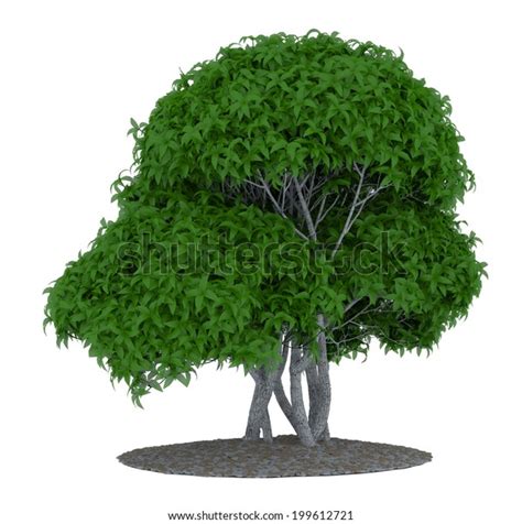 Tree Isolated On White Background Stock Illustration Shutterstock