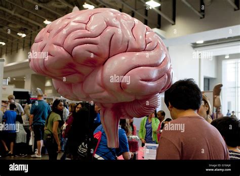 interactive brain model