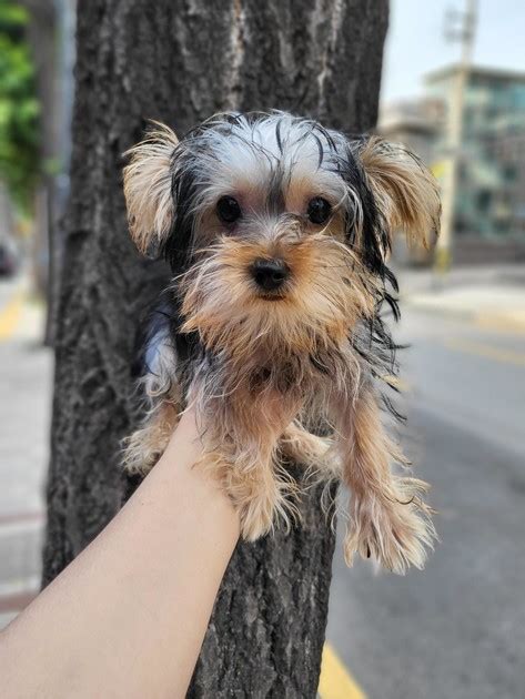 요크셔테리어요크 책임분양 컴투펫케어센터