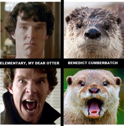 Cute Otter Benedict Cumberbatch Look~a~likes Otter Meme Shaking