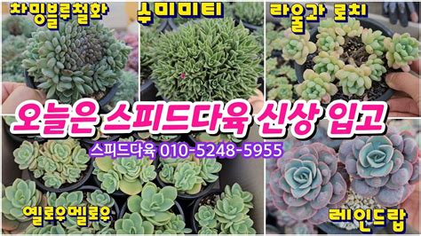 23426 오늘은 스피드다육 신상 입고💕 수미미티 옐로우멜로우 라울과로치 수연 파랑새 레인드랍 러블리로즈 💕 스피드다육