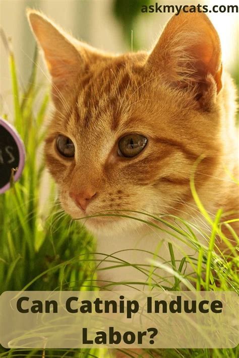 Safe Use Of Catnip For Pregnant And Nursing Cats