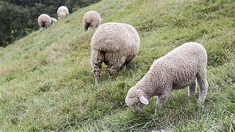 유토이미지 푸른 언덕에서 풀을 뜯는 새끼 양