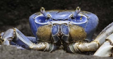 Researchers Use Crab Shells To Create New Biodegradable Batteries With