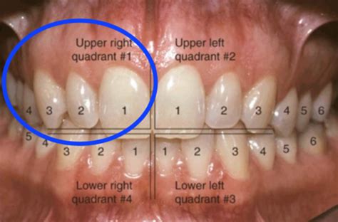 Tooth Coding System Flashcards Quizlet