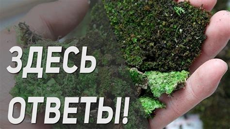 Мох, зелена и грибки в теплице 🦠 Как с ними бороться? - YouTube